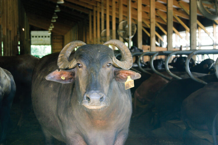 Water Buffalo In The USA - Grit